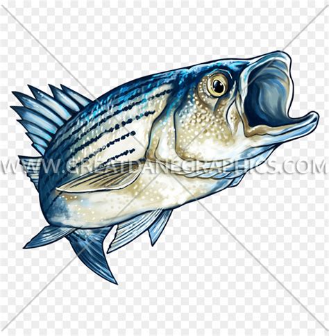 Free Download Hd Png Striped Bass Wildlife Striped Bass Baseball