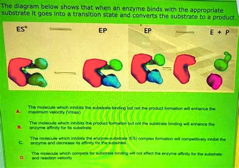 Solved The Diagram Below Shows That When An Enzyme Binds With The