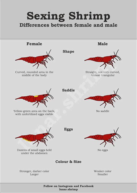 Best 12 13 Different Cherry Shrimp Neocaridina Types More Than Just