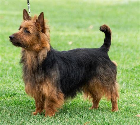 Grand Ch Neut Ch Oziruff Dream N Of Me Australian Terrier Owned By