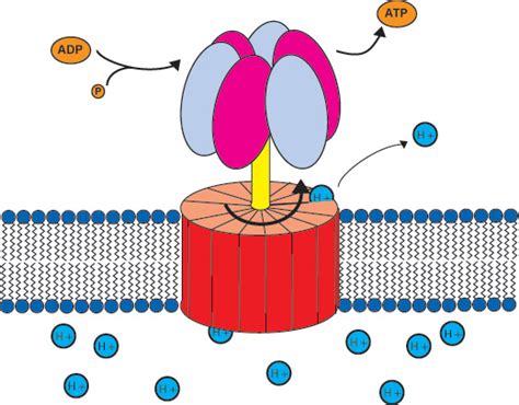 Nanoquest Molecular Motor Mrsec Education Group Uw Madison
