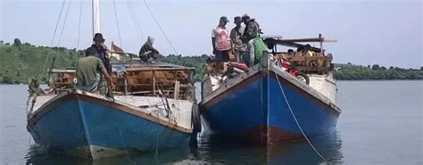 Dua Kapal Bermuatan Ekor Sapi Ilegal Diamankan Tni Al Metromini Info