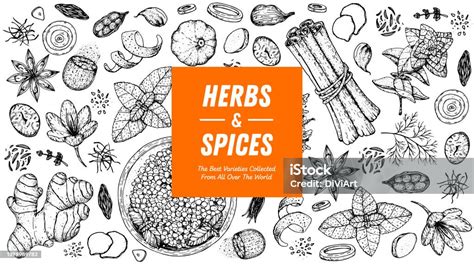 허브와 향신료 손으로 그린 벡터 일러스트레이션 향기로운 식물 손으로 그린 음식 스케치 빈티지 일러스트레이션 카드 디자인 스케치 스타일입니다 향신료와 허브 흑백 디자인 강황에