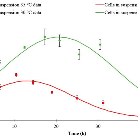 A Microscope Image Of Yeast During Fermentation 1000× With Enlarged Download Scientific