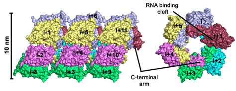 Structure Of A Hantavirus Protein As A Promis Eurekalert