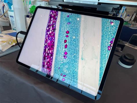 Microscopy Fluorescencemicroscopy Frederic M