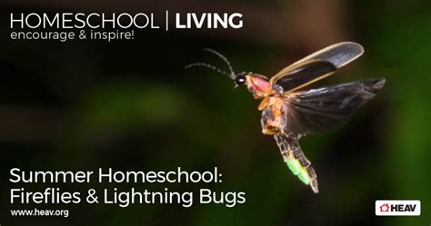 Summer Homeschool Fireflies And Lightning Bugs Home Educators Association Of Virginia