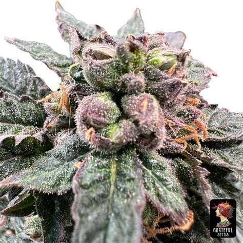 Bro Science Seasonal Feminized Seeds Seedsline