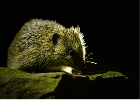 National Hedgehog Conservation Strategy The British Hedgehog
