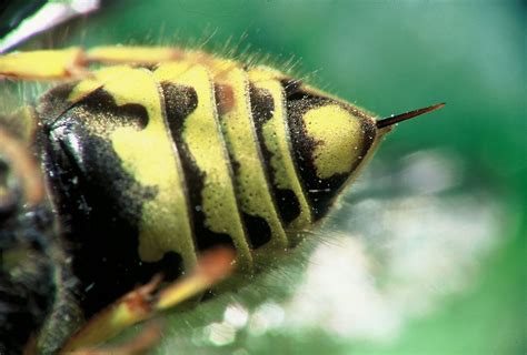 Yellow Jacket Stinger