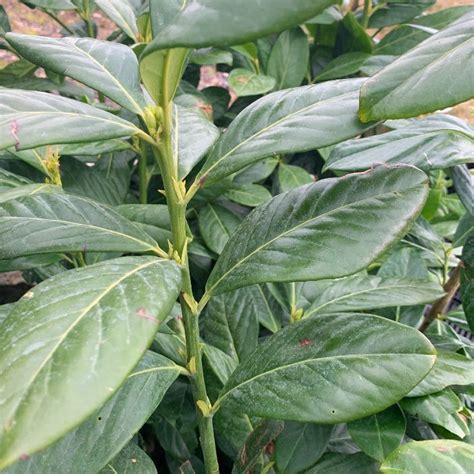 Soil Spacing Bowhayes Trees