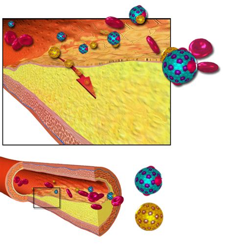 HDL Quantity Necessary But Not Sufficient For Cardioprotection Clinical Correlations