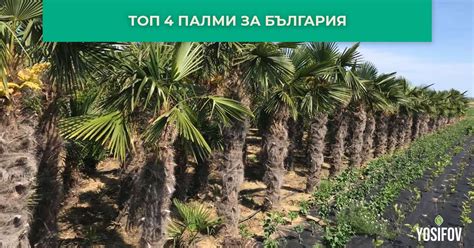 Разсадник за декоративни растения Йосифов