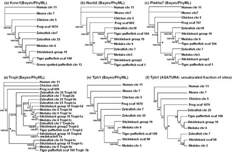 Branch Confidence Values From Different Phylogenetic Reconstruction Download Scientific Diagram