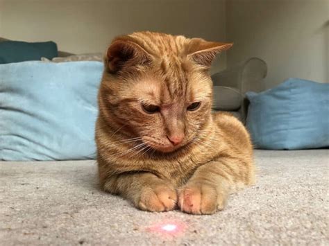 How Do Cats Perceive Time Vet Reviewed Science And Info Catster