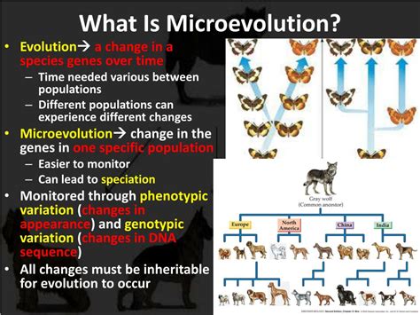 PPT Microevolution Ch PowerPoint Presentation Free Download ID