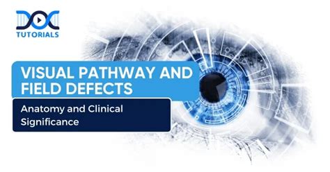 Visual Pathway And Field Defects Anatomy And Clinical Guide