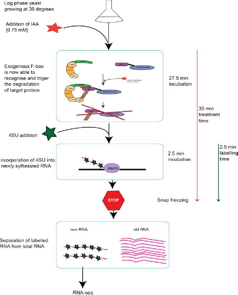 Figure 1 1 From An “aid” To Understanding Links Between Splicing And Transcription Semantic