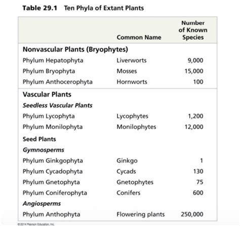 Introduction To Kingdom Plantae Flashcards Quizlet