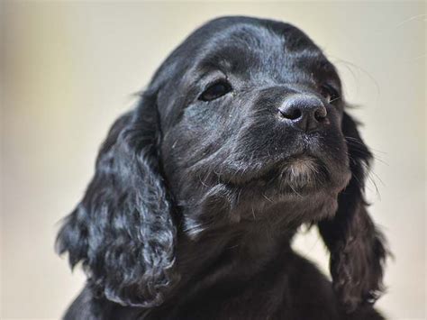 Work Cocker Sologne Hunters