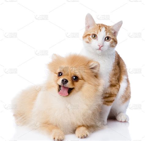 猫和狗在一起素材 花瓣网