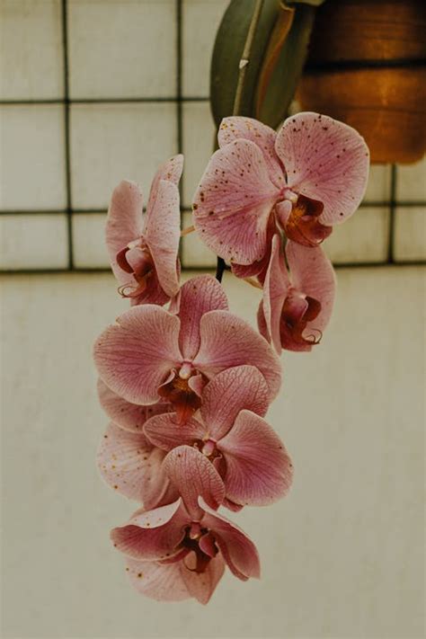 Крупный план розовых орхидей в горшке · Бесплатные стоковые фото