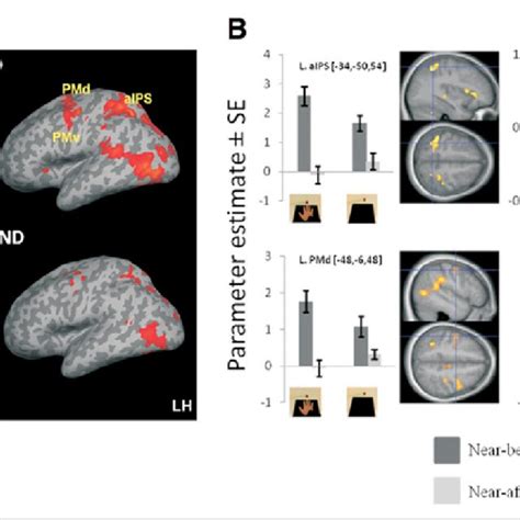 A Areas Displaying Visual Selectivity For The Space Surrounding The Download Scientific