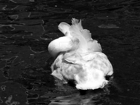 Sorting Feathers By Flower Of Destiny On Deviantart