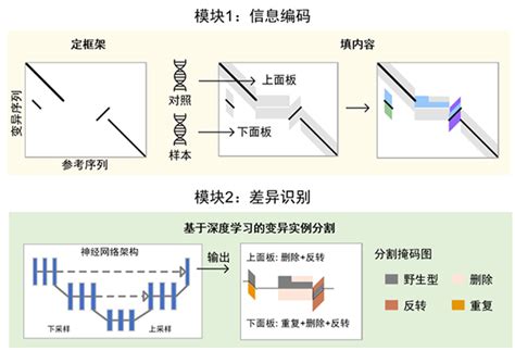 我国学者在样本间基因组结构变异差异分析方面取得进展 生物通