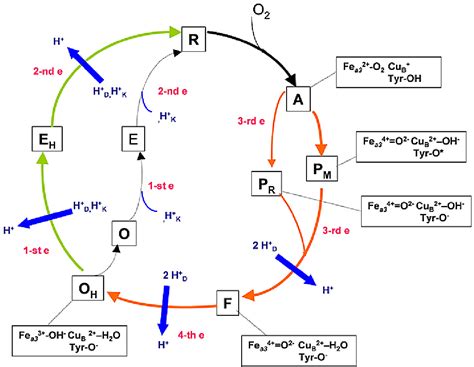 Figure 1 From Steps Of The Coupled Charge Translocation In The Catalytic Cycle Of Cytochrome C