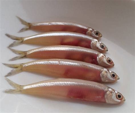 ឧកញ៉ា ចាន់ ស៊ីថា បង្ហាញមហិច្ឆិតានាំចេញទឹកត្រីកំពត កែប ទៅកាន់ទីផ្សារបរទេស