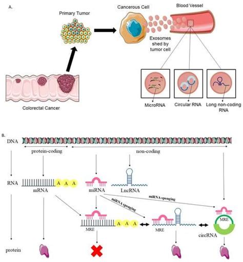 Giuliana Belleggia On Linkedin Insights On The Biomarker Potential Of Exosomal Non Coding Rnas In…