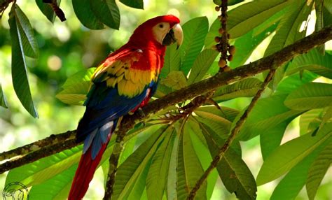 Guacamayas De Chiapas A Punto De Extinguirse Las Venden En 35 Mil