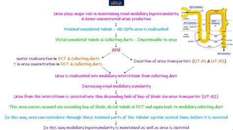 Urea And Renal Medullary Interstitial Hyperosmolarity Chapter 29 Part