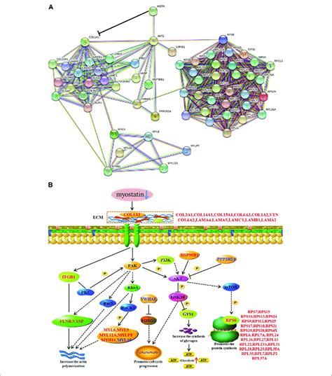 Functional Interaction Network And A Diagrammatic Mode Illustrate The