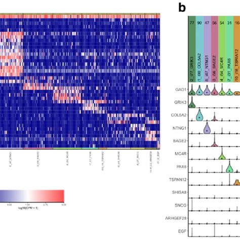 Cell Type Clustering And Marker Gene Expression From Rna Sequencing Of Download Scientific