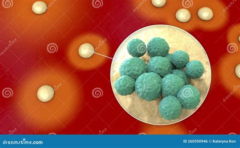 Bacteria Staphylococcus Aureus 3d Illustration Stock Illustration Illustration Of Mrsa