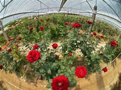 สวนดอกไม้เมืองหนาวเบตง