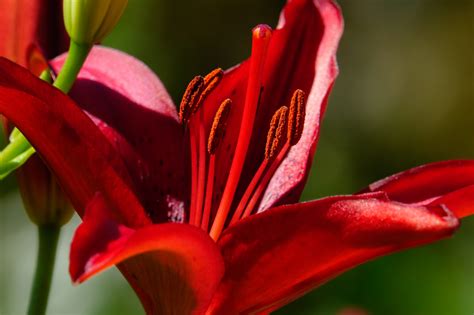 무료 이미지 자연 사진술 꽃잎 빨간 식물학 플로라 꽃들 닫다 뉴타레아 플로어 백합 옥잠화 Ggl1 개비 1 Xovesphoto