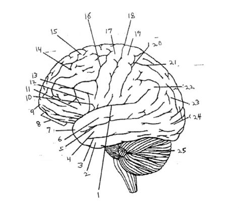 Neuro Exam Diagram Quizlet Neuro Exam Diagram Quizlet