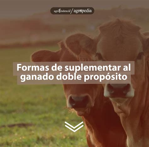 Ganado Doble Propósito Conoce Como Debe Ser Su Alimentación