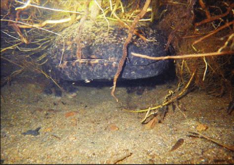 The Male Andrias Japonicus No 6 Den Master Engaged In Guarding