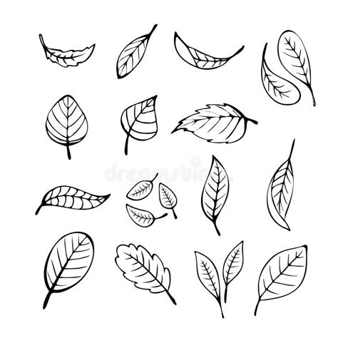 Set Of Leaves Leaves Decor Illustration Freehand Sketch Sketch Stock
