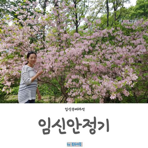 임신 안정기 임신12주 16주 몇주 임산부비행기 태교여행시기 네이버 블로그