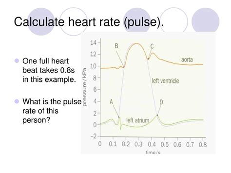 PPT The Cardiac Cycle PowerPoint Presentation Free Download ID