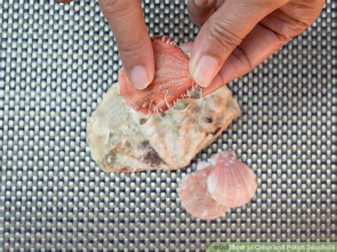 How To Clean And Polish Seashells 12 Steps With Pictures