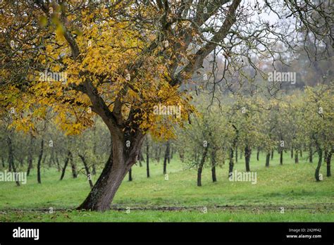 Walnut Tree Juglans In Autumn Foliage Old Walnut Tree In The Fall