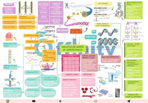 Molecular Basis Of Inheritance Mind Pdf Messenger Rna Dna Replication