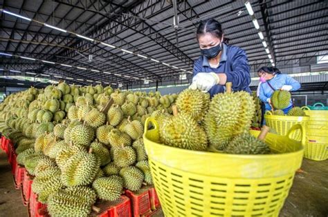 ชาวสวนไทยเร่งเก็บเกี่ยว ทุเรียน ส่งขายตลาดจีน