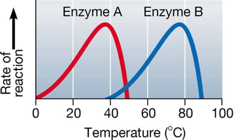 Enzymes Usually Function Best At An Optimal Ph And Temperature The